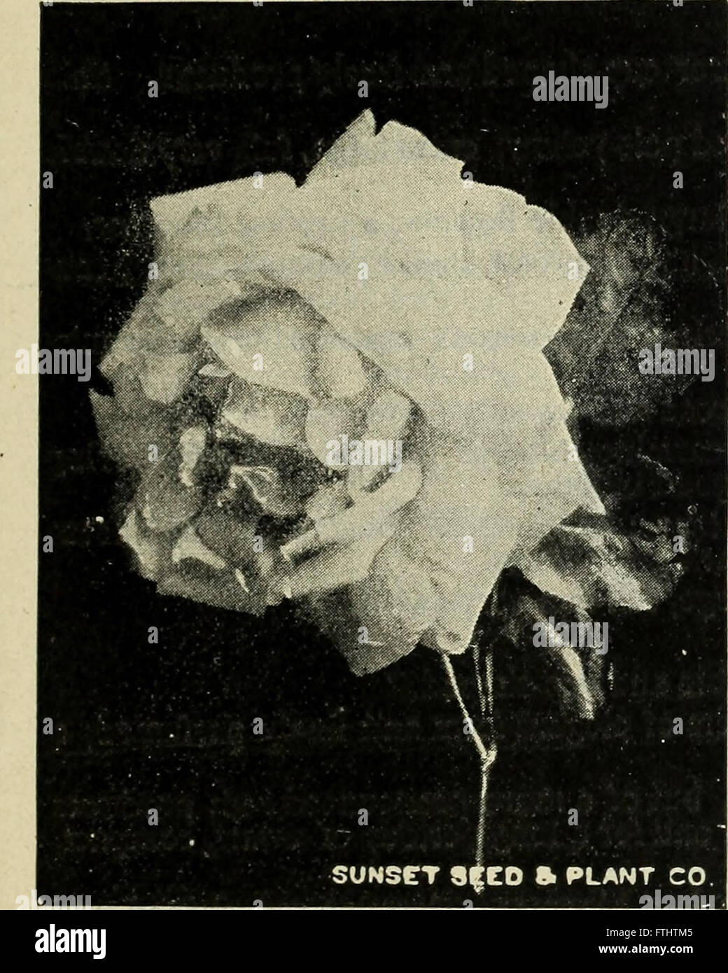 Sunset Seed and Plant Co. - 1896 (1896 Stock Photo - Alamy