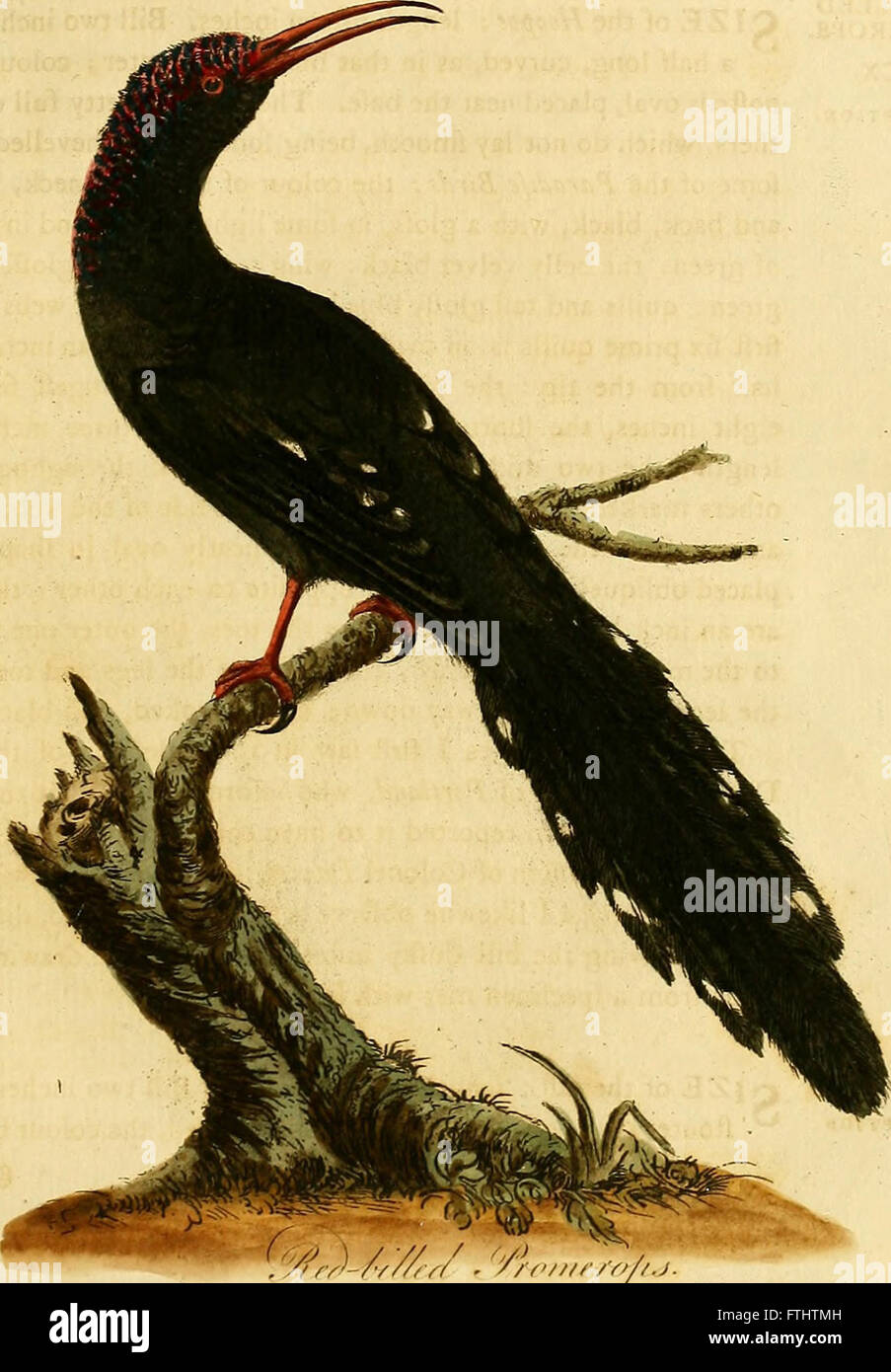 A supplement to the 1787 work ‘General Synopsis of Birds,’ adding ...