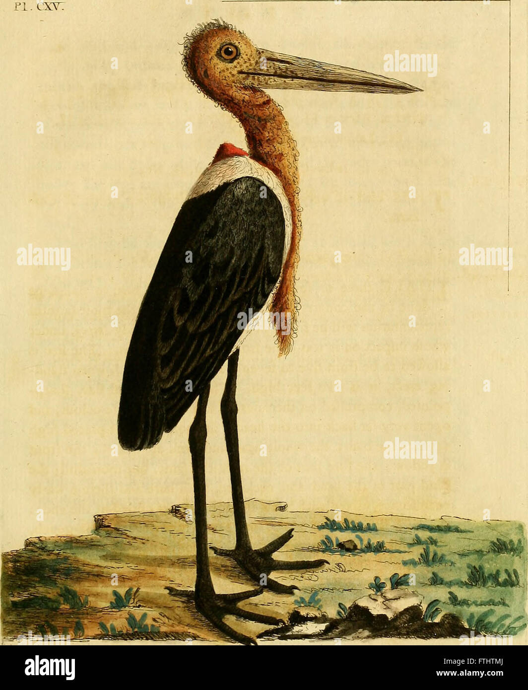 An 18th-century supplement to the General Synopsis of Birds, offering ...