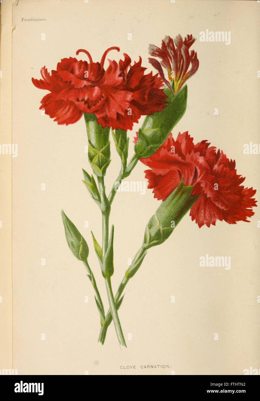 A 1895 work that explores the history, uses, and cultural significance ...
