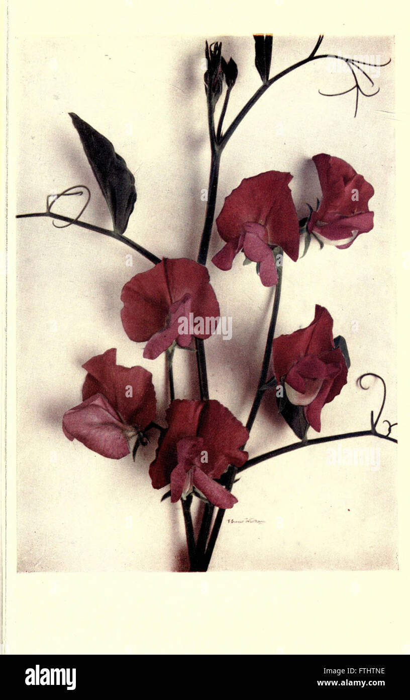 'Sweet Peas' (Plate II) is an illustration of various sweet pea ...