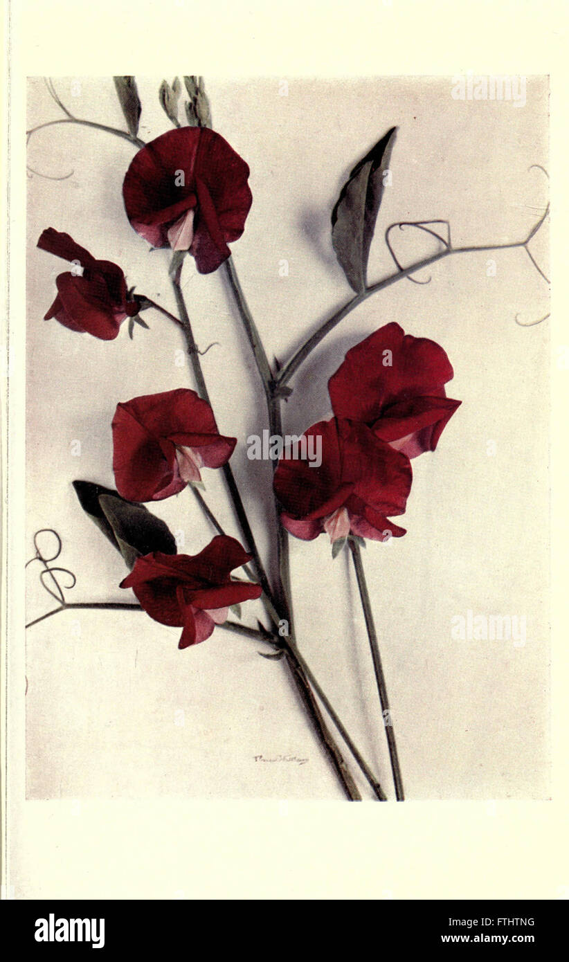 A botanical illustration of sweet peas, showing detailed depictions of ...