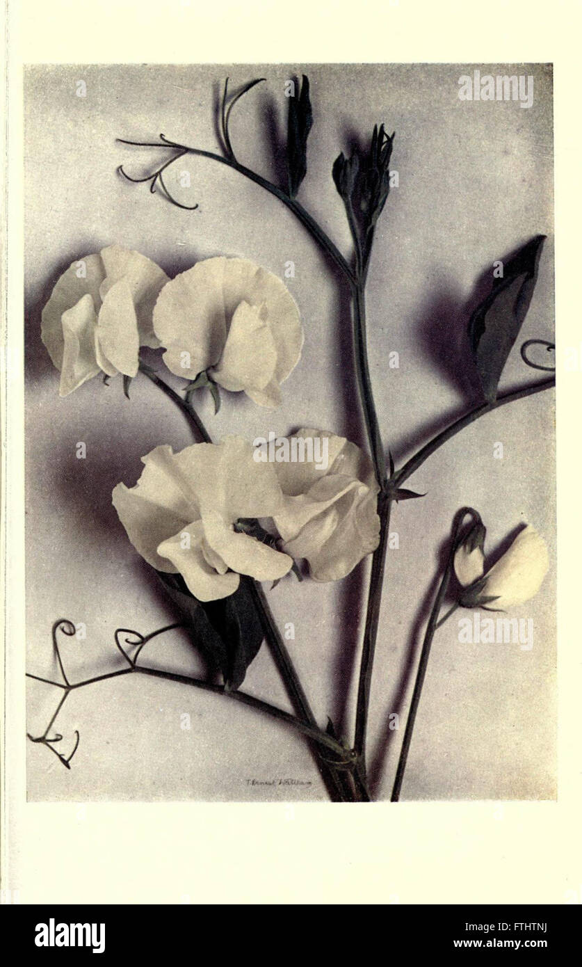 Plate VI from a botanical work on sweet peas illustrates various ...