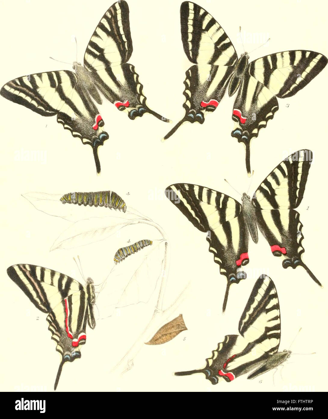 A 1879 work summarizing the species of North American butterflies ...
