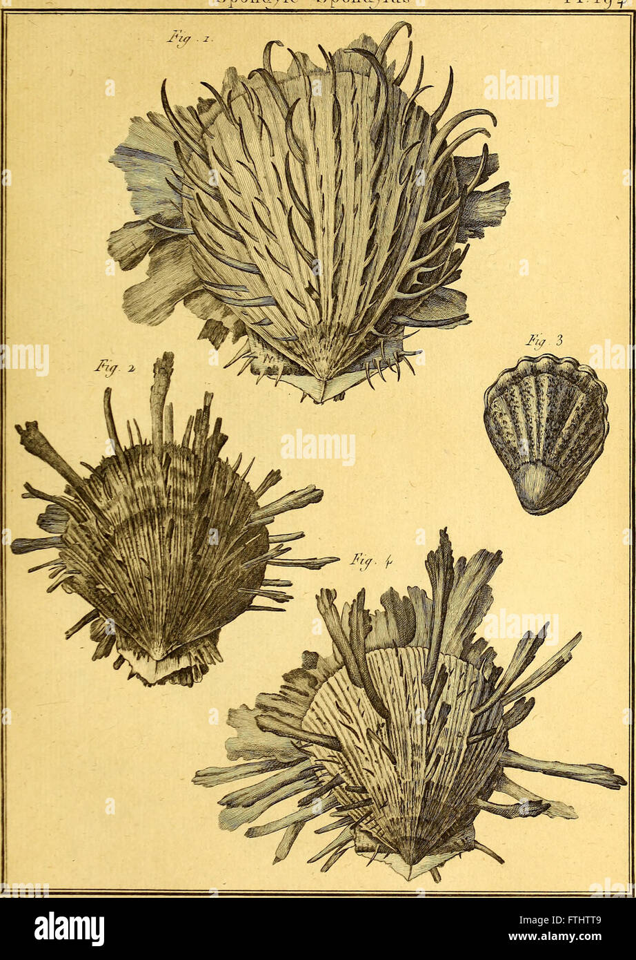 An encyclopedic work presenting a systematic classification of the ...