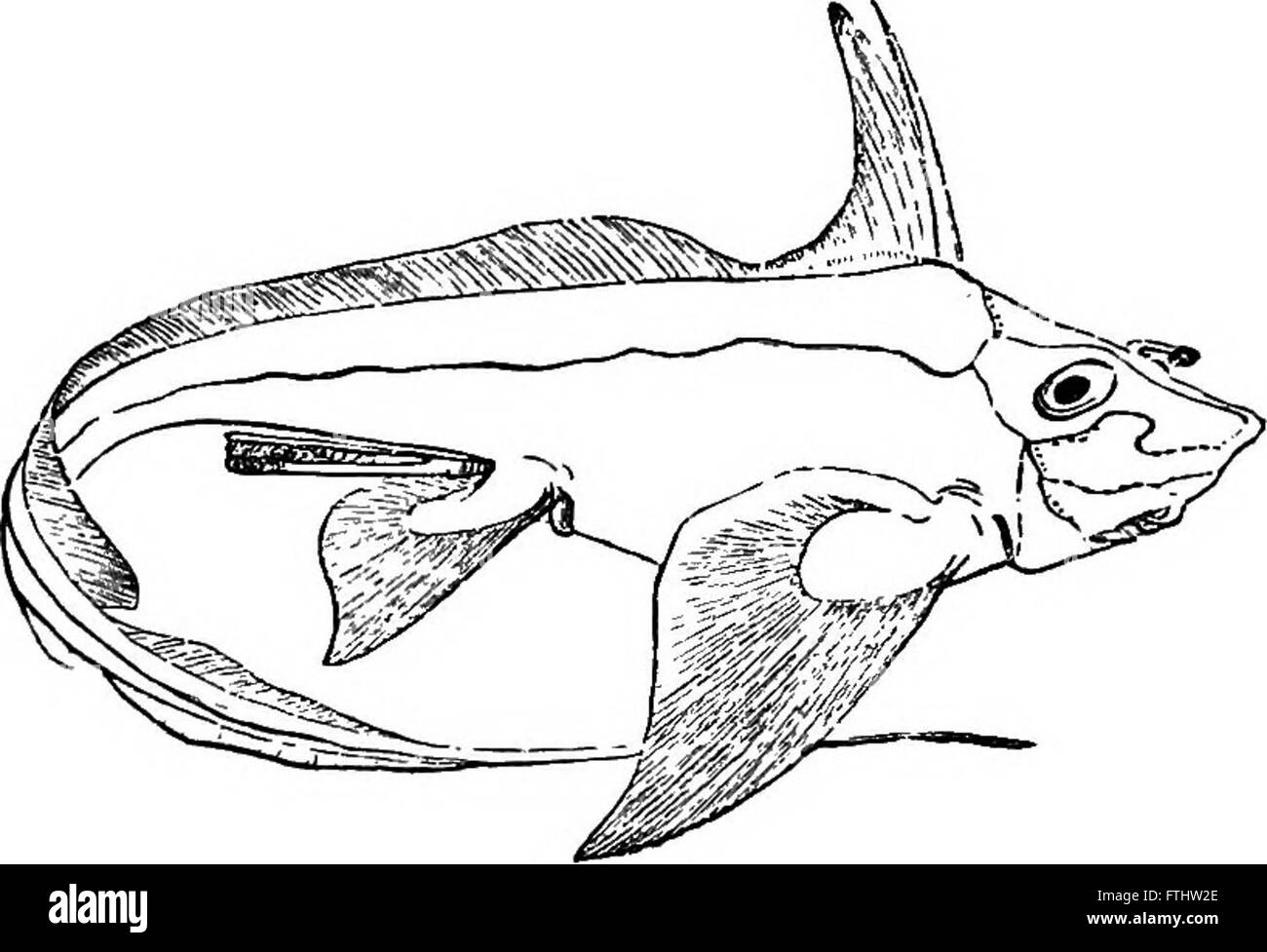 This 1896 zoology textbook provides a comprehensive overview of animal ...