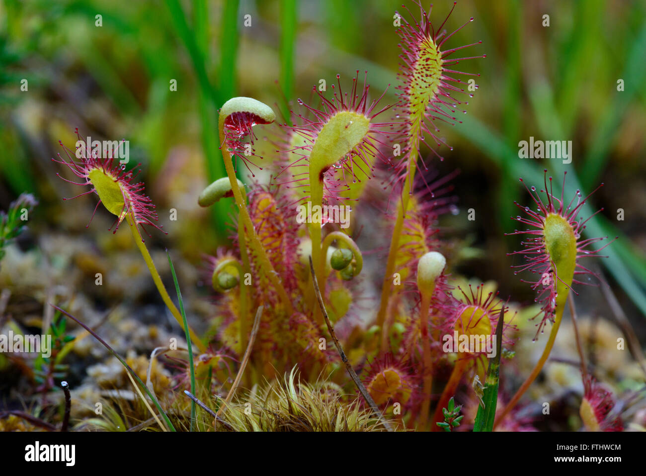 Oblong-leaved Sundew (Drosera intermedia) plant Stock Photo - Alamy