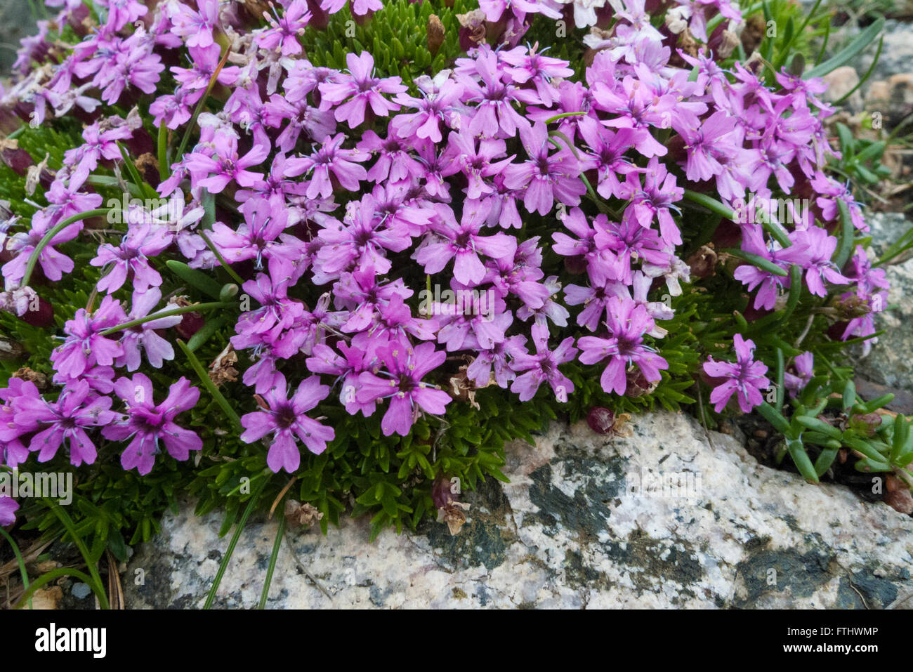 Moss Campion (Silene acaulis) plant with flowers Stock Photo - Alamy