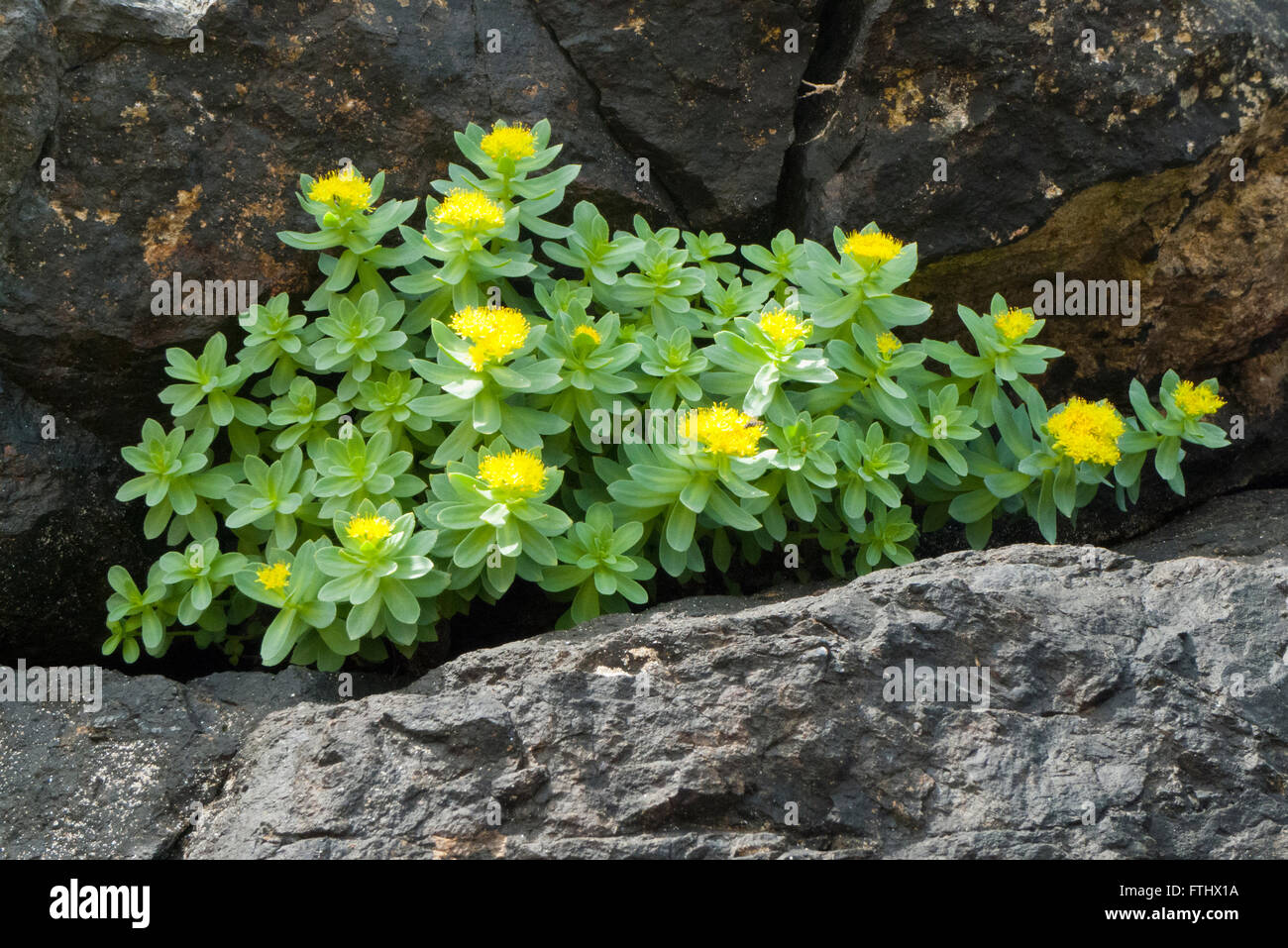 Roseroot (Sedum rosea) plant with flowers Stock Photo - Alamy