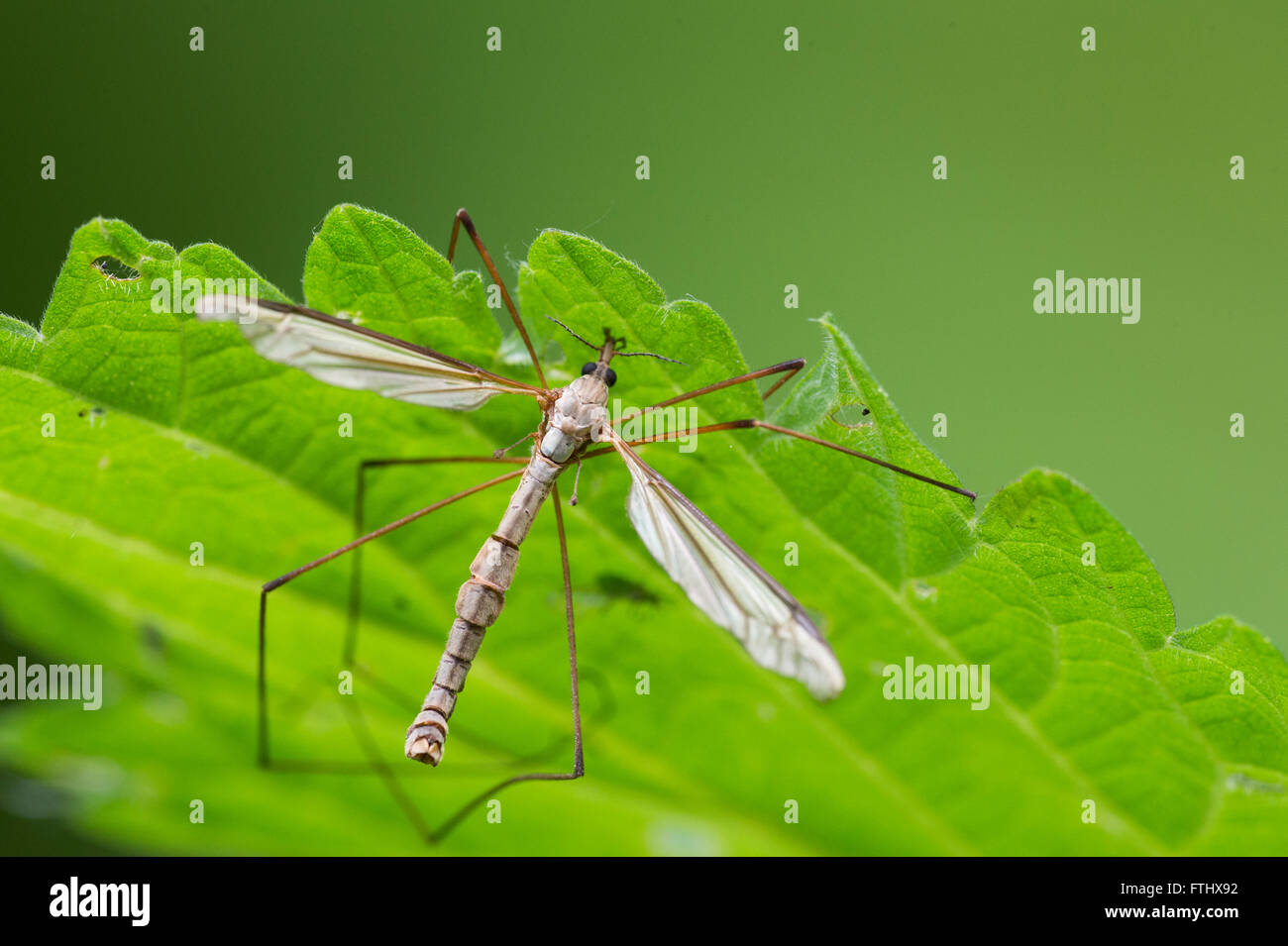 Cranefly Daddy-long-legs (Tipula oleracea Stock Photo - Alamy