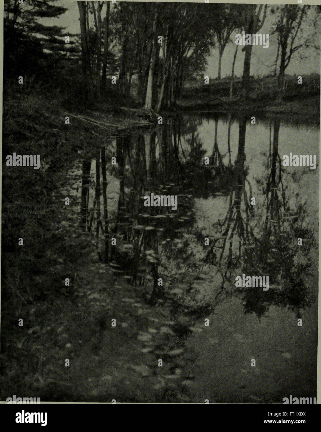 'The American Annual of Photography' (1919) presents a compilation of ...