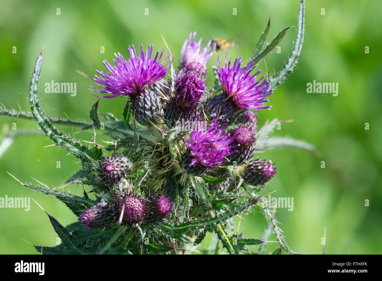 Marsh Thistle (Cirsium palustre). flowering head Stock Photo - Alamy