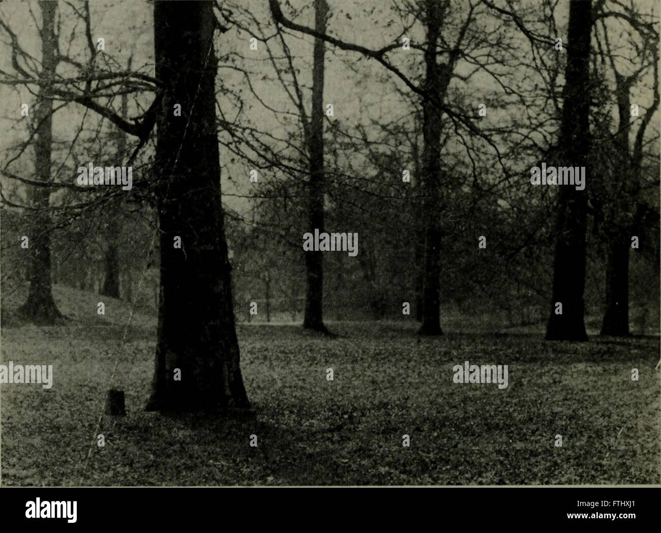 A yearbook documenting the advancements in photography during 1919 ...