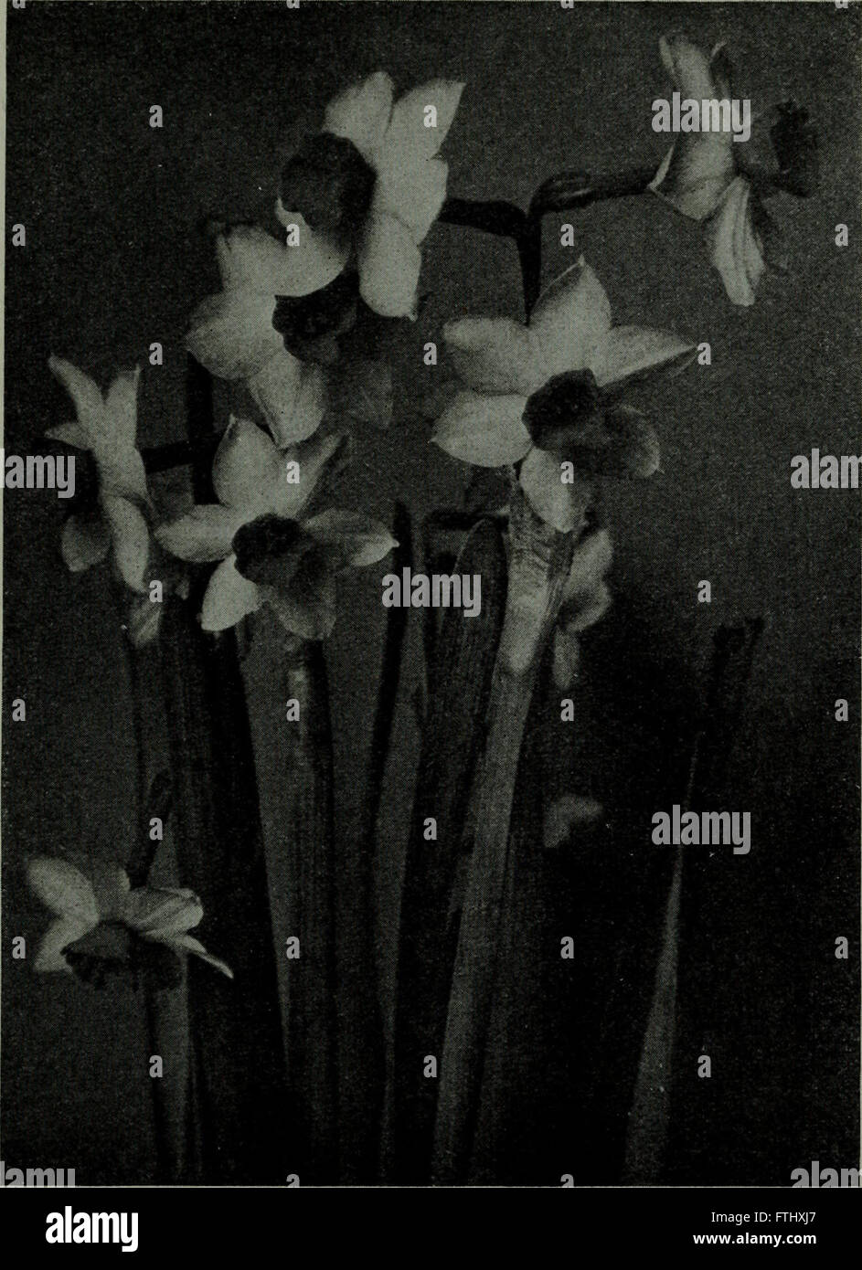 The American annual of photography (1922 Stock Photo - Alamy