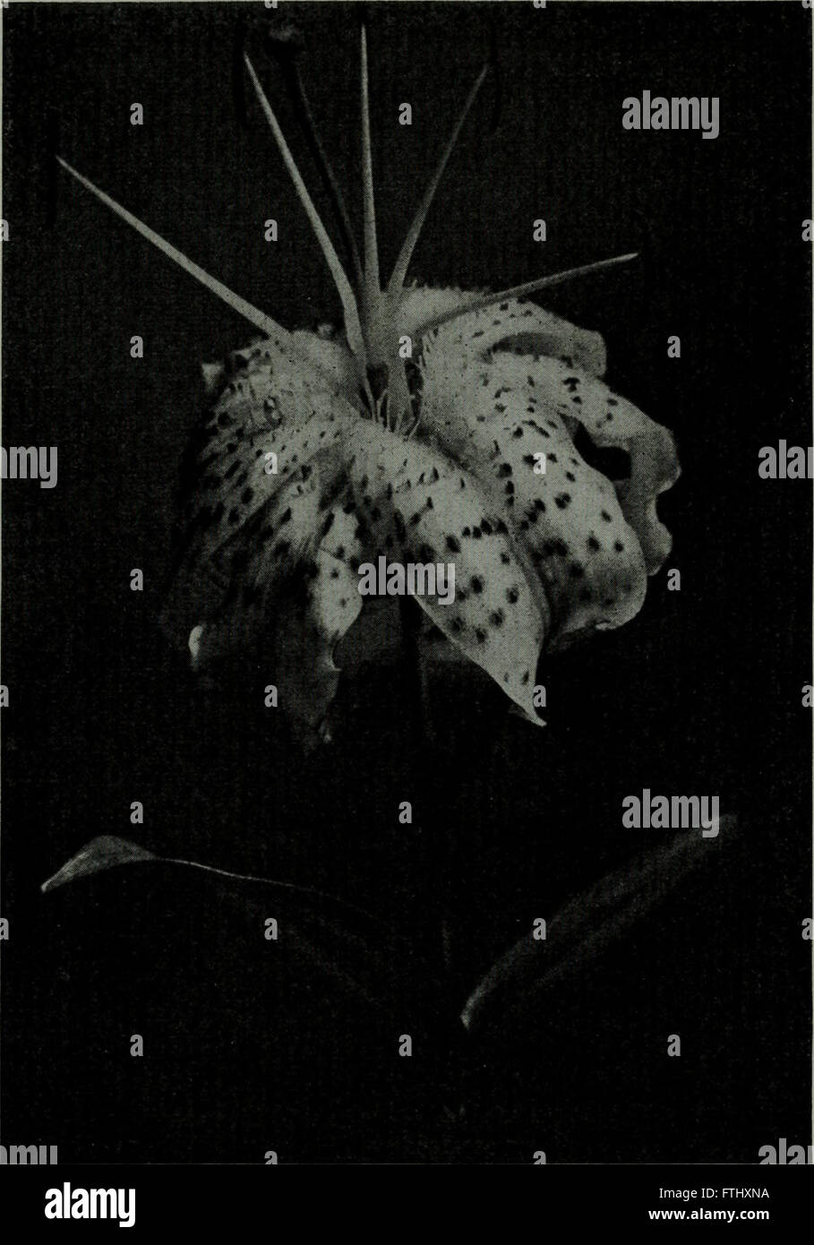The 1922 edition of *The American Annual of Photography*, documenting ...