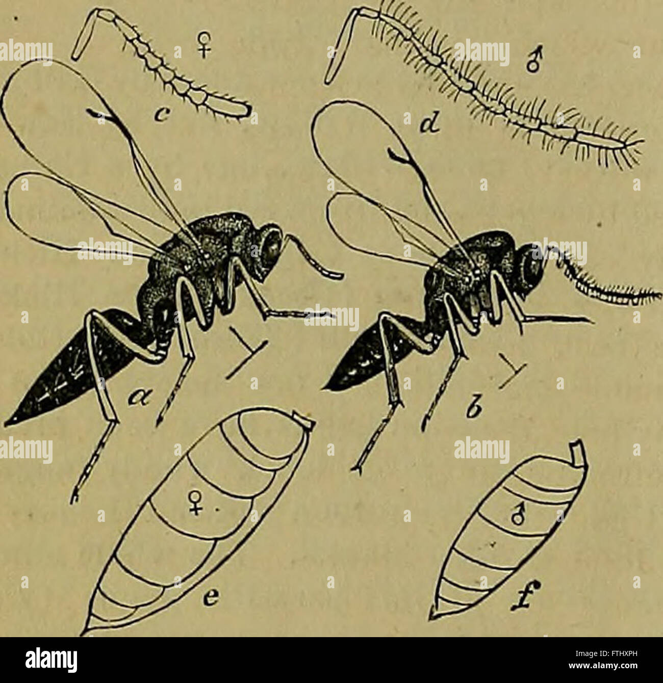 American entomologist hi-res stock photography and images - Alamy