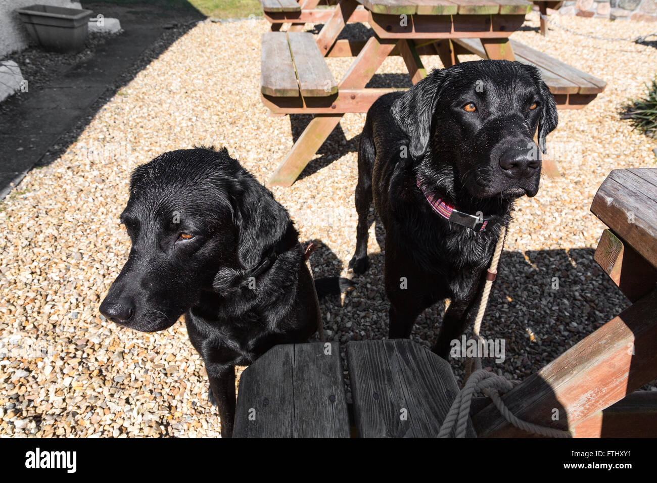 Black wet Labradors,sitting begging for scrapes Stock Photo - Alamy