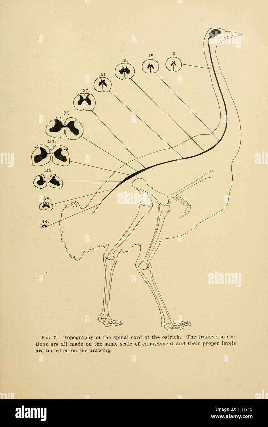 American journal of anatomy hi-res stock photography and images - Alamy