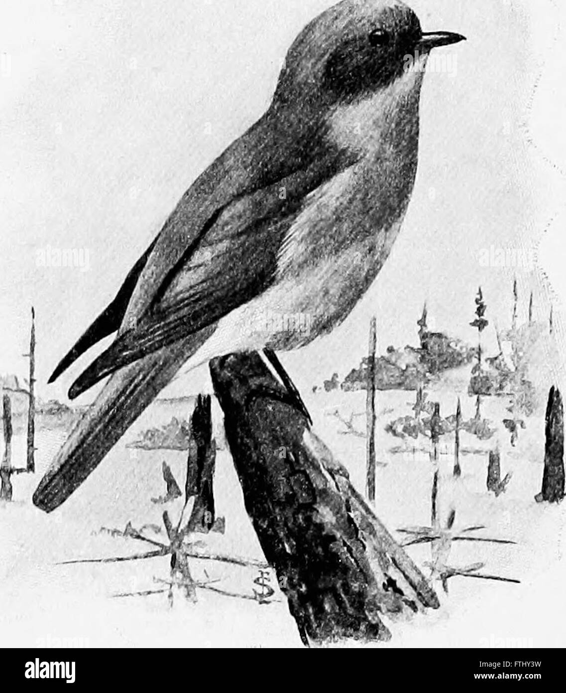 A 1906 text detailing the natural history of higher animals in North ...