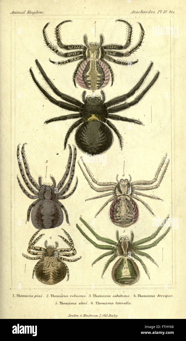 This plate from a work on the animal kingdom presents a detailed study ...