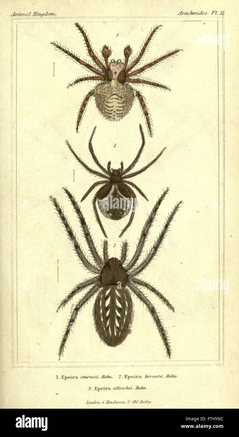 This plate from 'The Animal Kingdom' illustrates the classification of ...