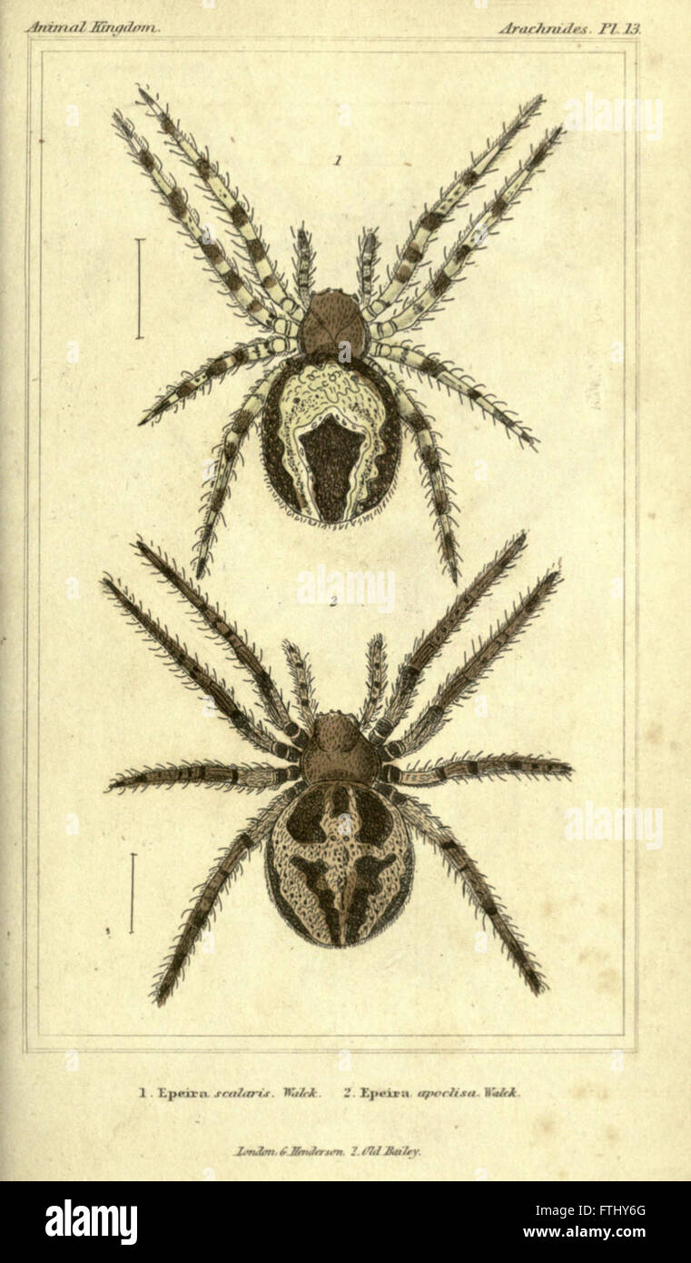 This scientific illustration focuses on arachnids as part of a ...