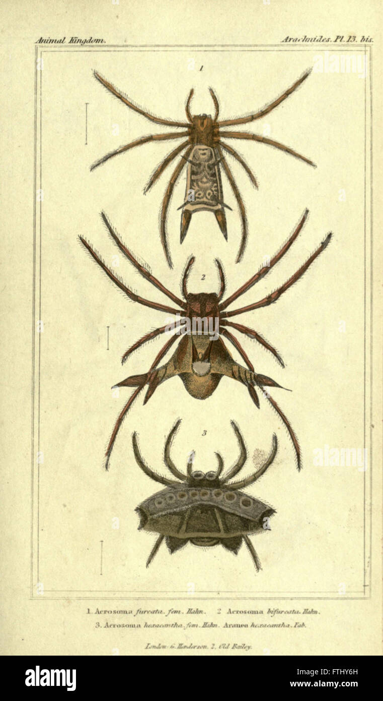 This plate, part of a larger work on the animal kingdom, provides a ...