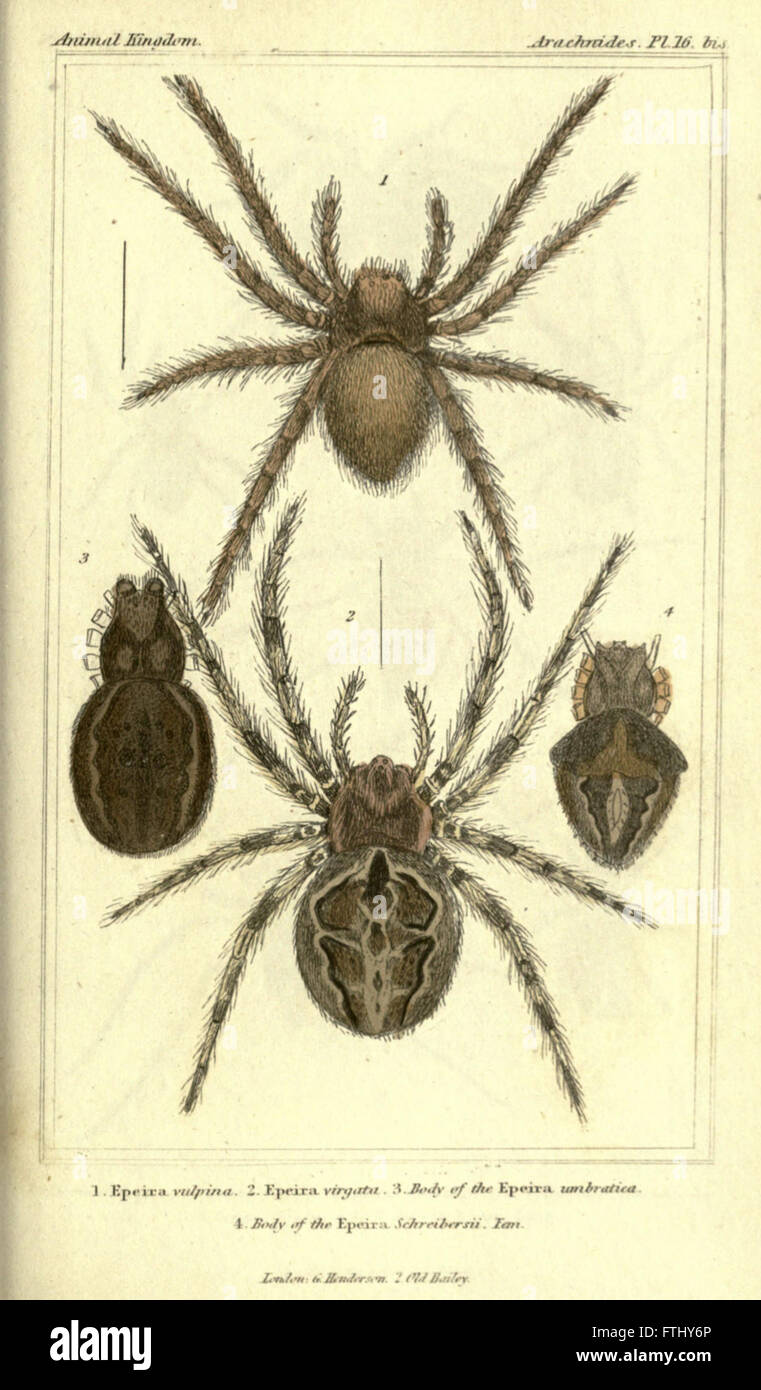 Arachnids classification hi-res stock photography and images - Alamy