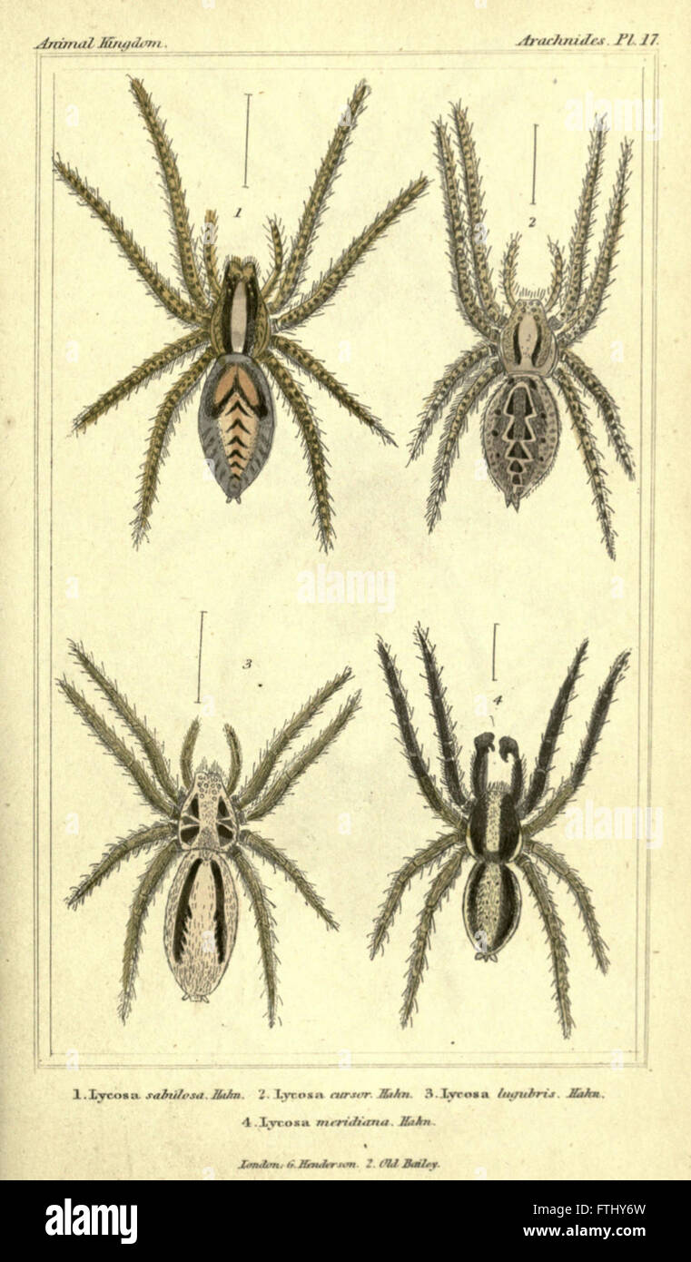 This work provides an organized classification of animals, including ...