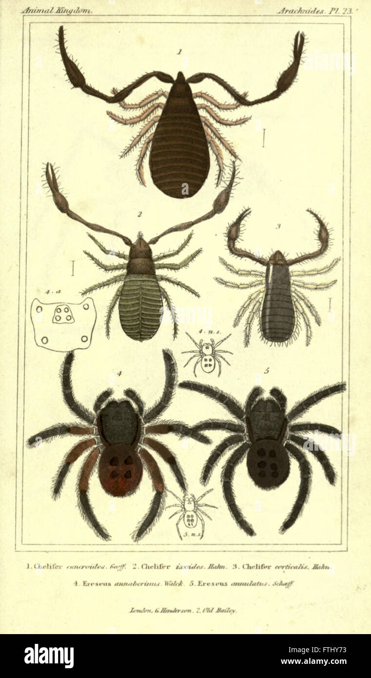 This zoological work focuses on arachnids, detailing their ...