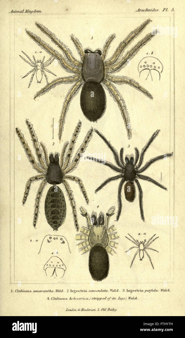 An illustration from a natural history work showing arachnids, part of ...