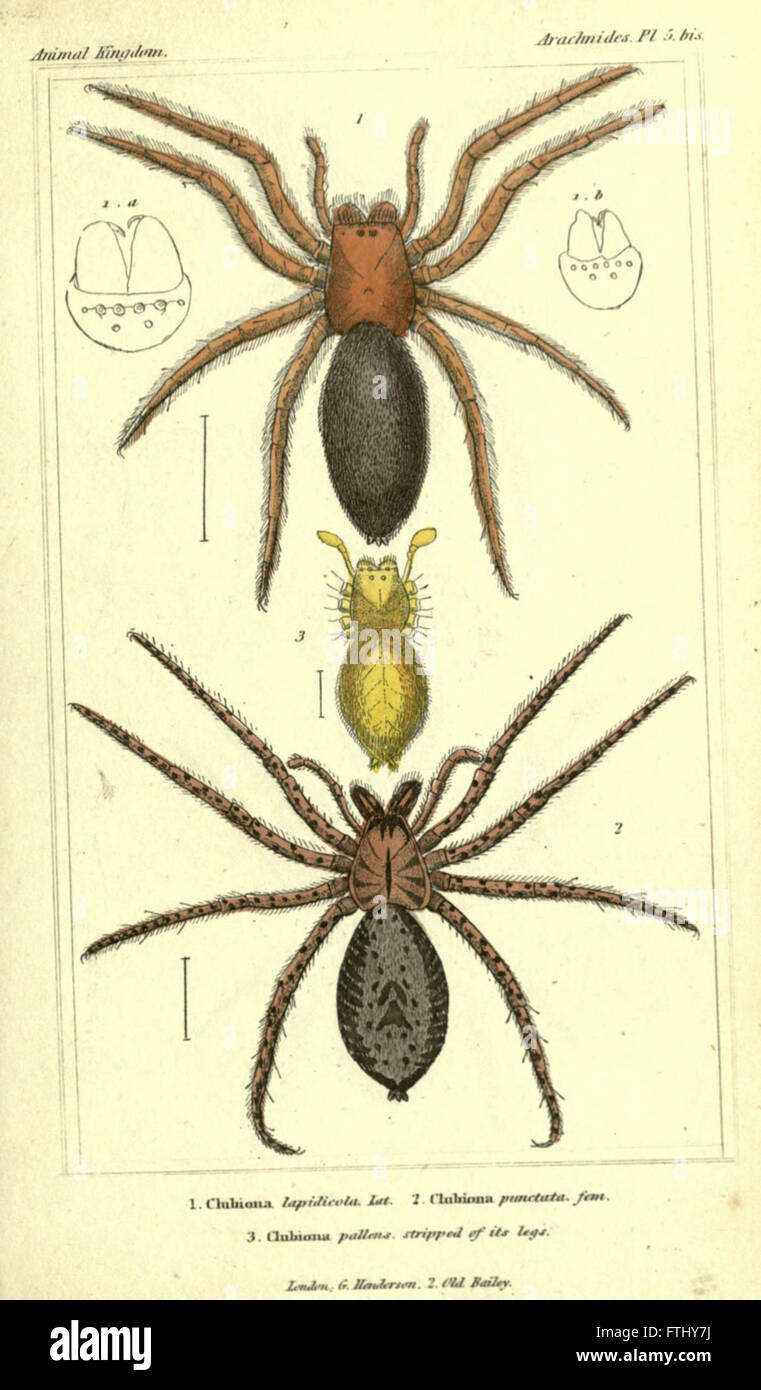 An illustration from 'The Animal Kingdom,' focusing on arachnids (Plate ...