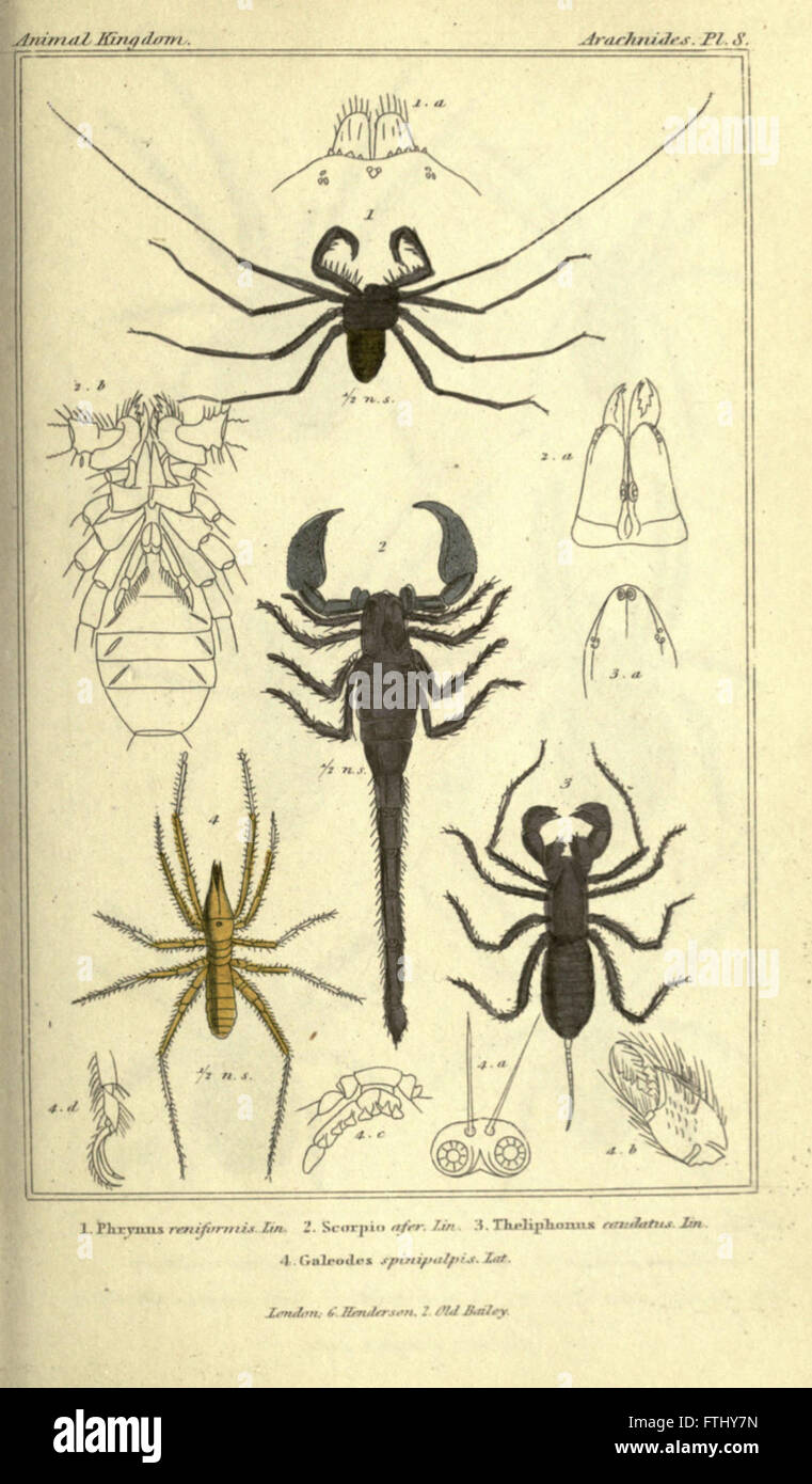 This work provides a systematic classification of the animal kingdom ...