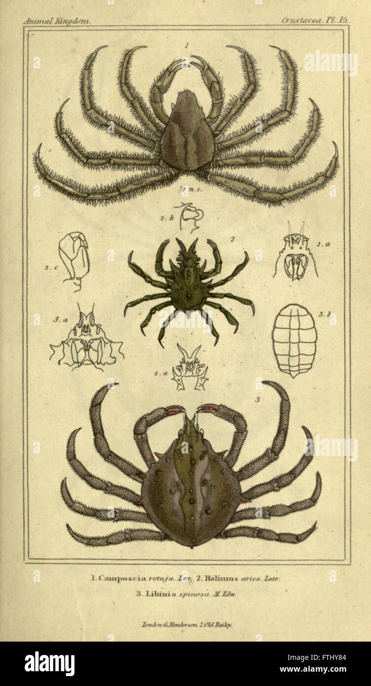 This plate from The Animal Kingdom highlights Crustacea, providing ...