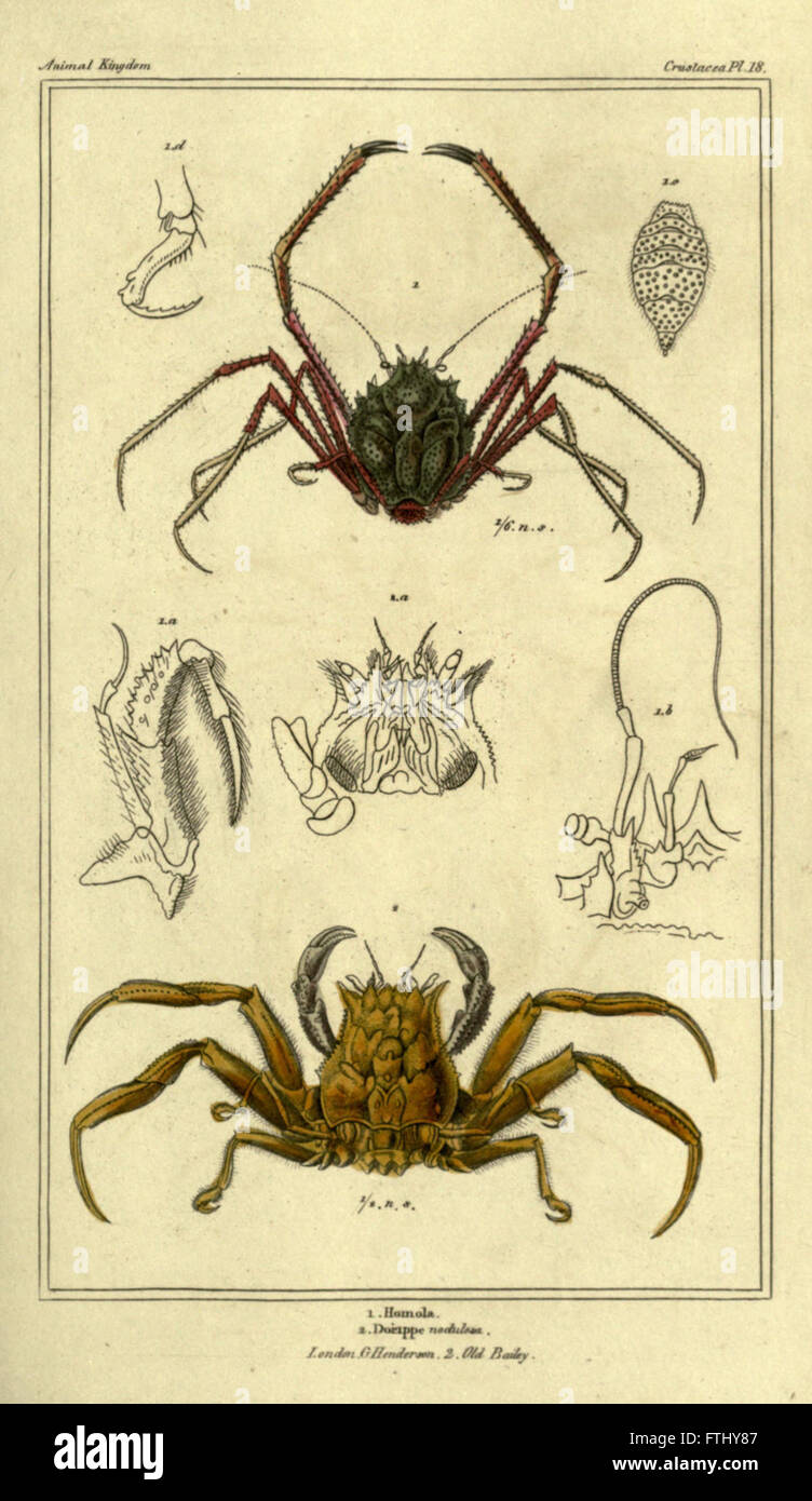 An illustration from a natural history publication, focusing on ...