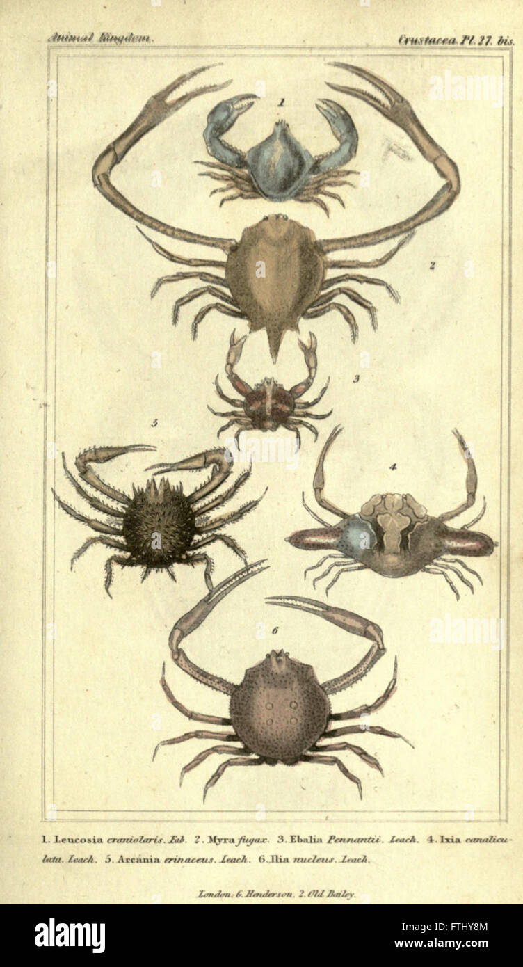 The Animal Kingdom (Crustacea, Pl. 27) is a detailed work on the ...