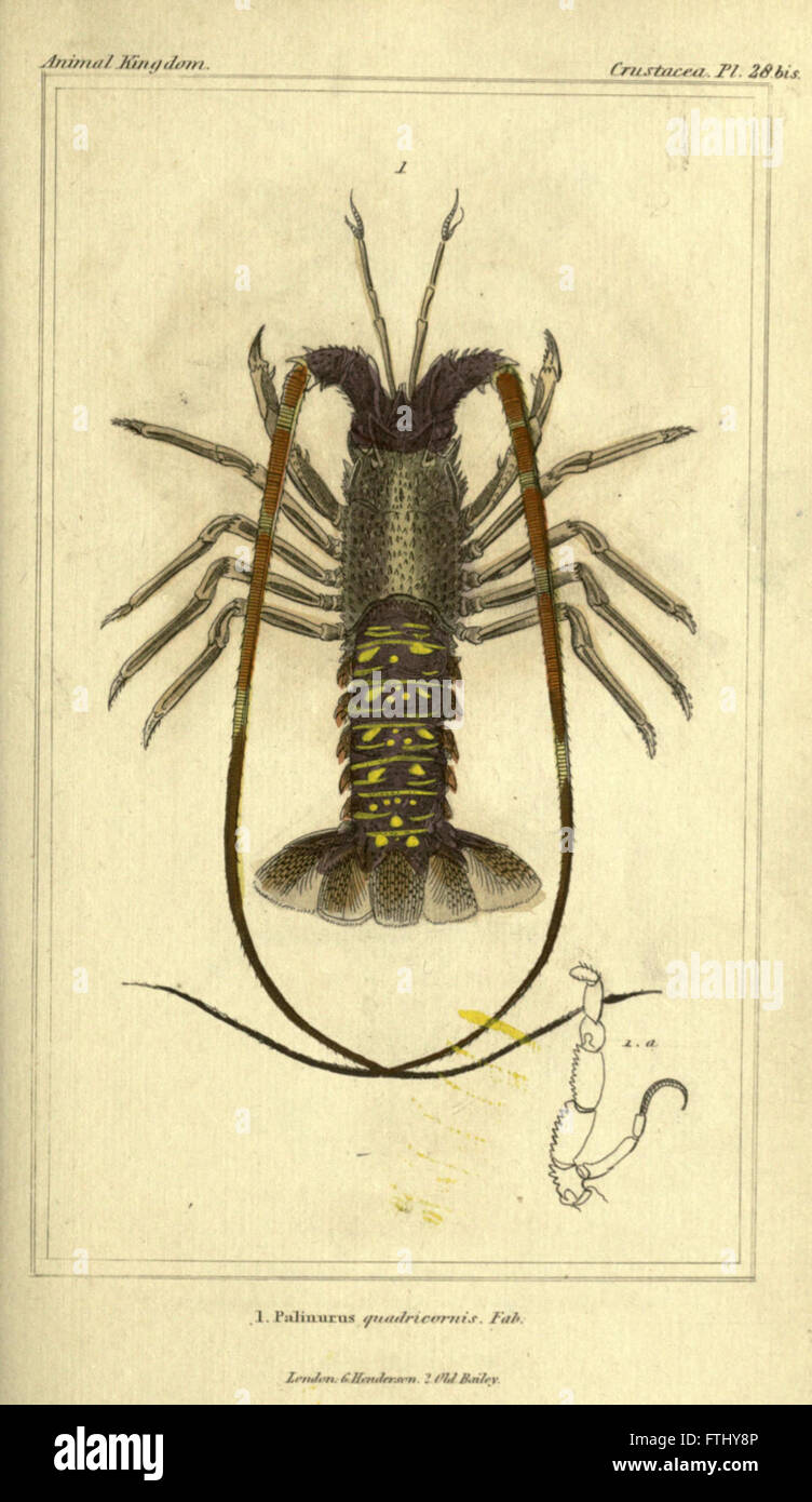 An illustration from a comprehensive work on animal classification ...