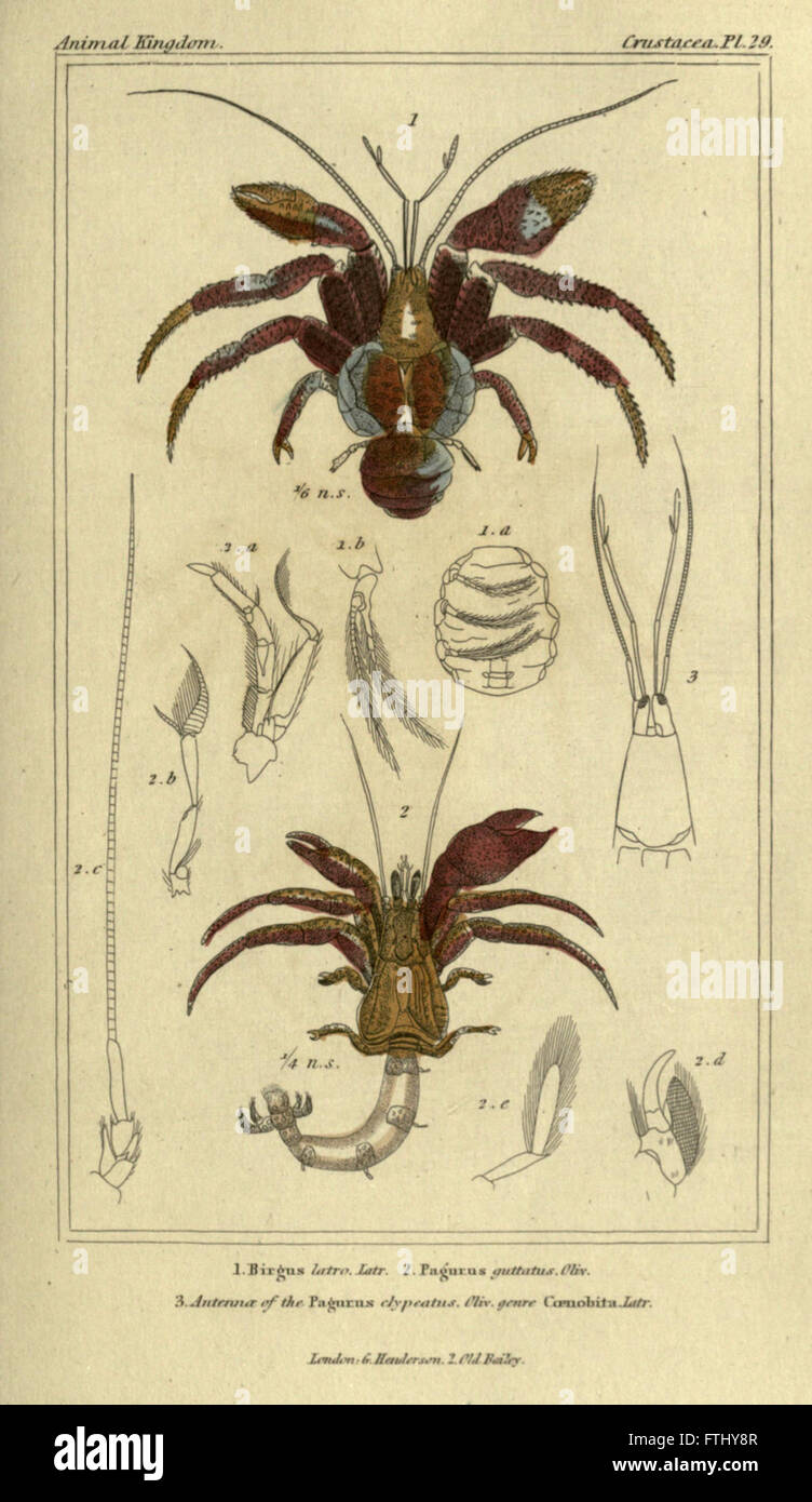 Plate 29 from 'The Animal Kingdom,' focused on crustaceans, providing ...
