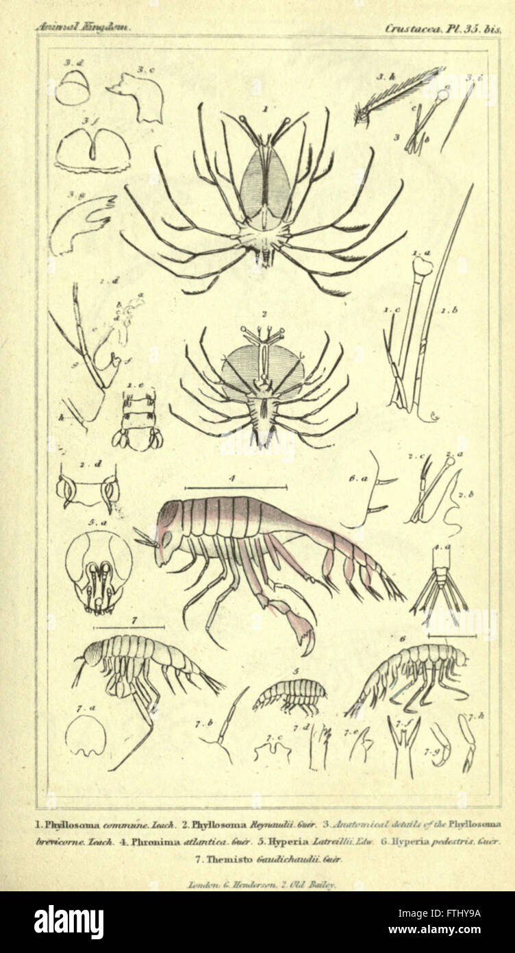 This plate from *The Animal Kingdom* presents an organized overview of ...