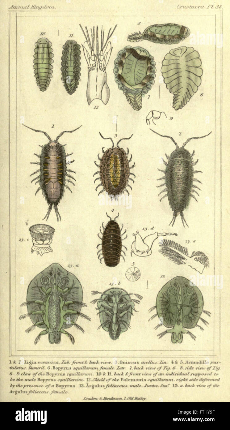This work on the *Animal Kingdom* provides an organized classification ...