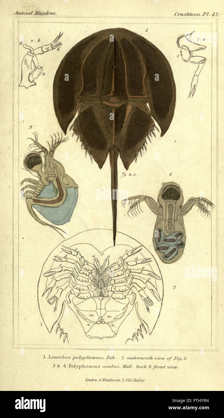 The animal kingdom, arranged according to its organization, serving as ...