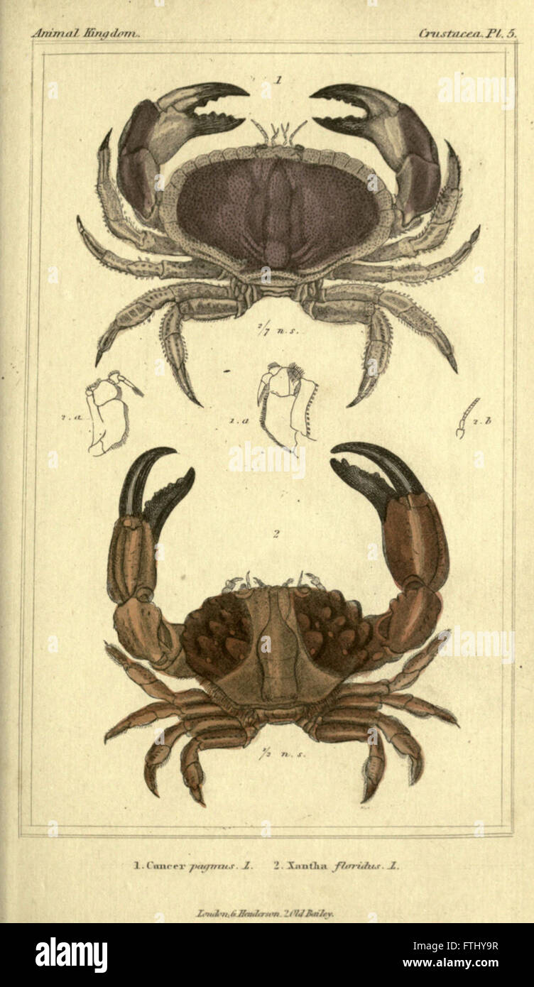 Plate 5 of 'The Animal Kingdom' illustrates crustaceans, showcasing ...