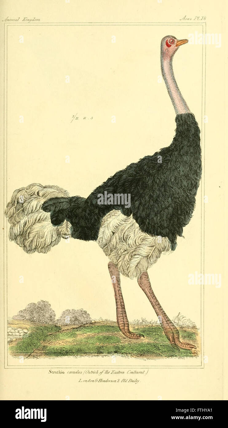 This work organizes the animal kingdom by its natural classification ...