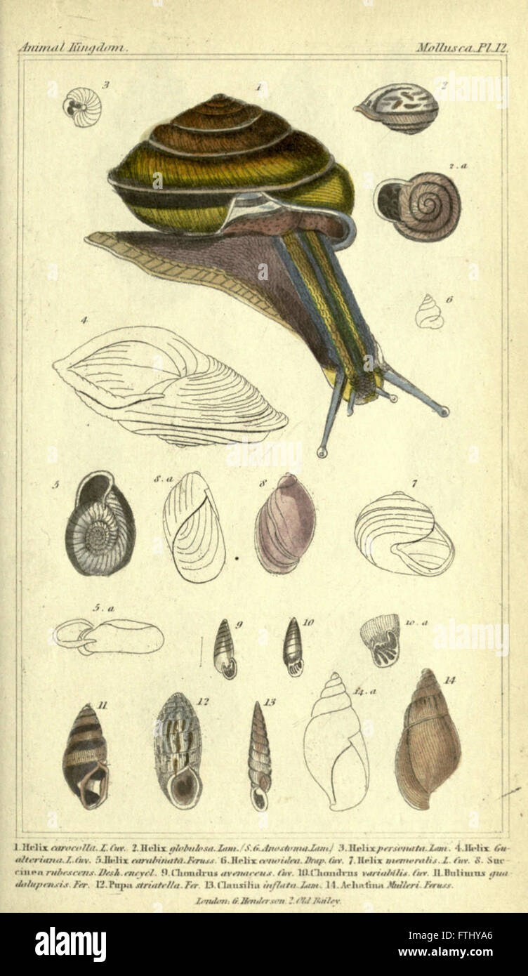 A detailed illustration from a work on the animal kingdom, organized by ...