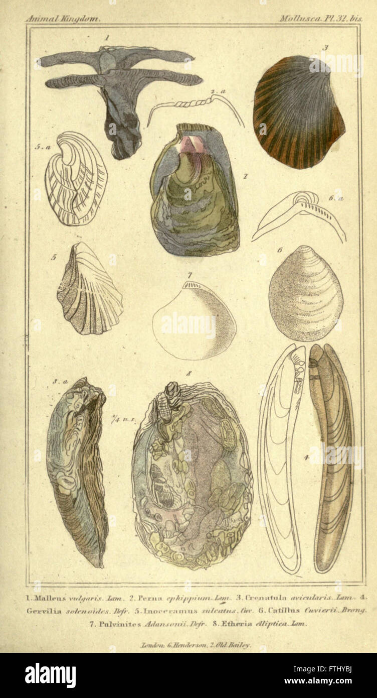 This work offers a comprehensive classification of animals, organized ...