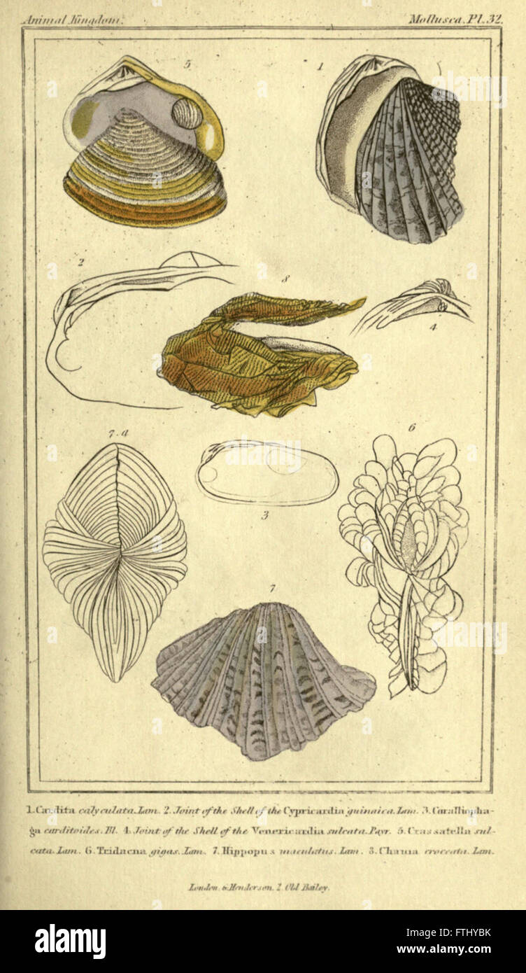 This plate from 'The Animal Kingdom' categorizes animals based on their ...