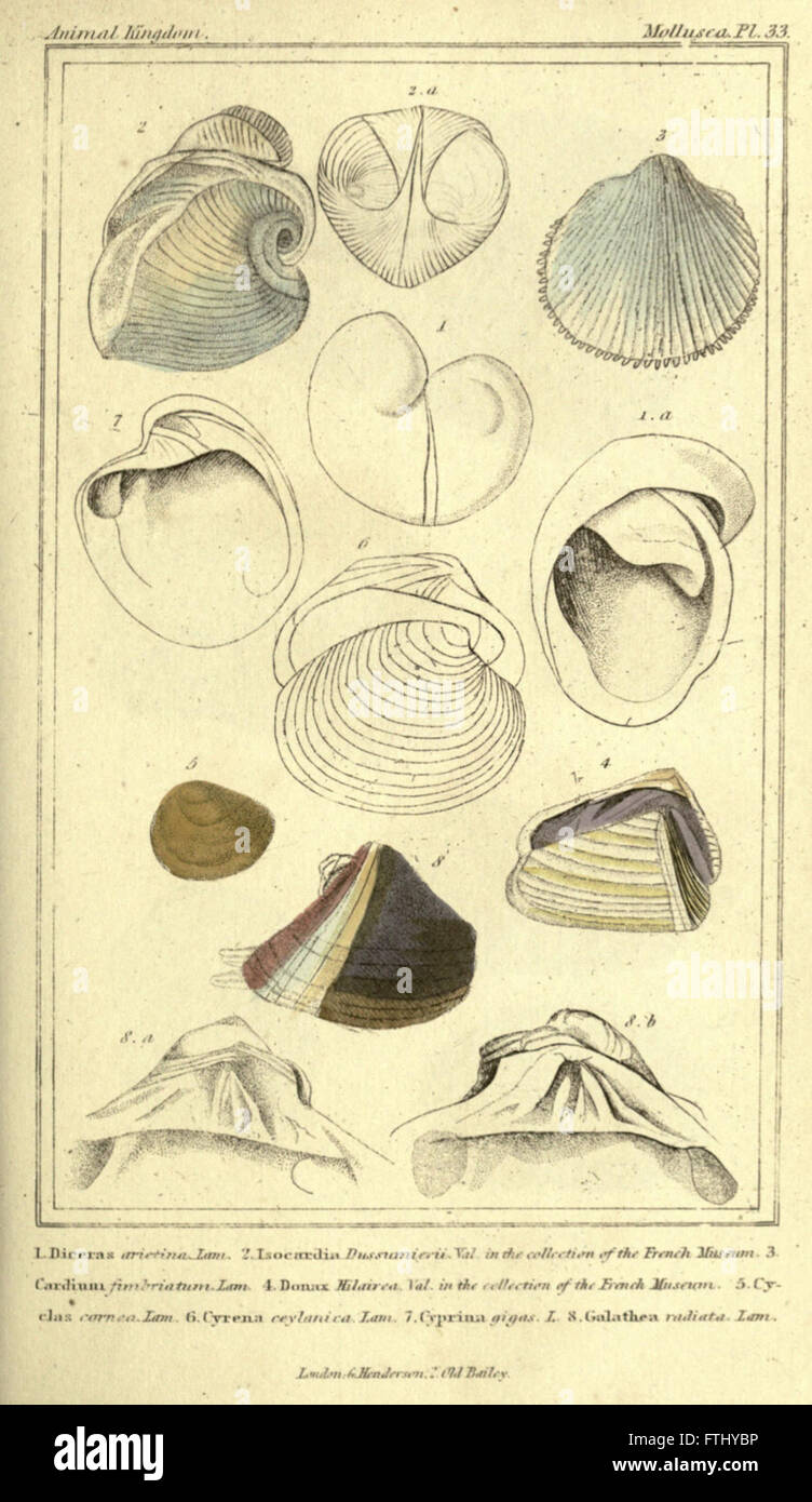 This work organizes the animal kingdom based on biological ...