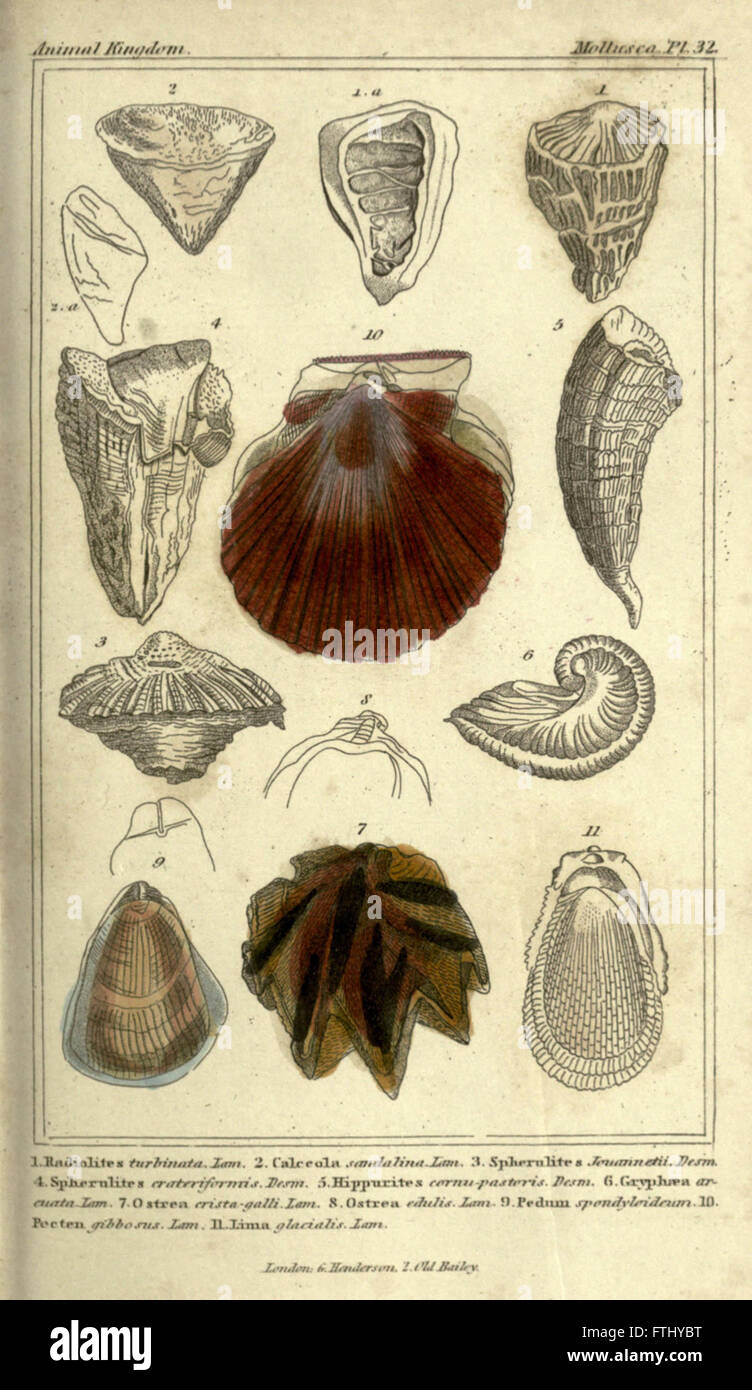 Studying biological classification hi-res stock photography and images ...