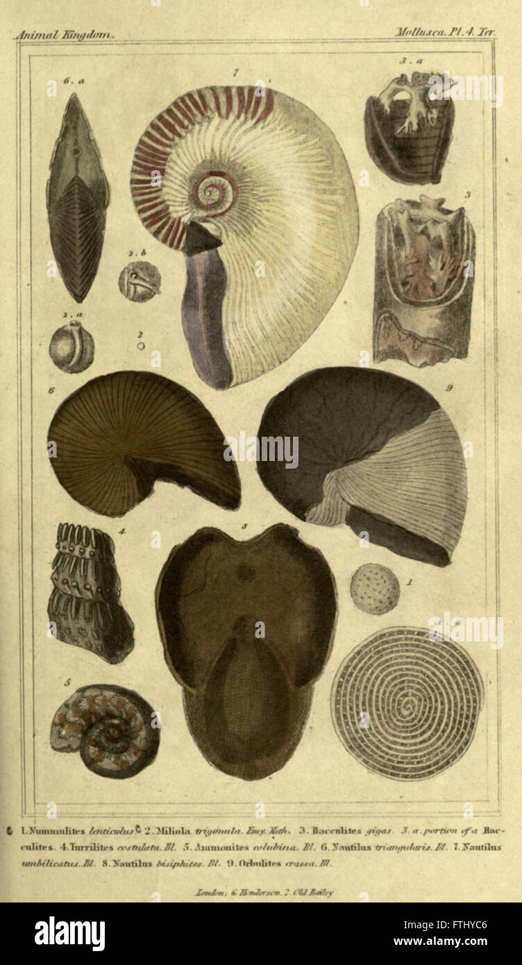 This work presents a classification of animals based on their ...