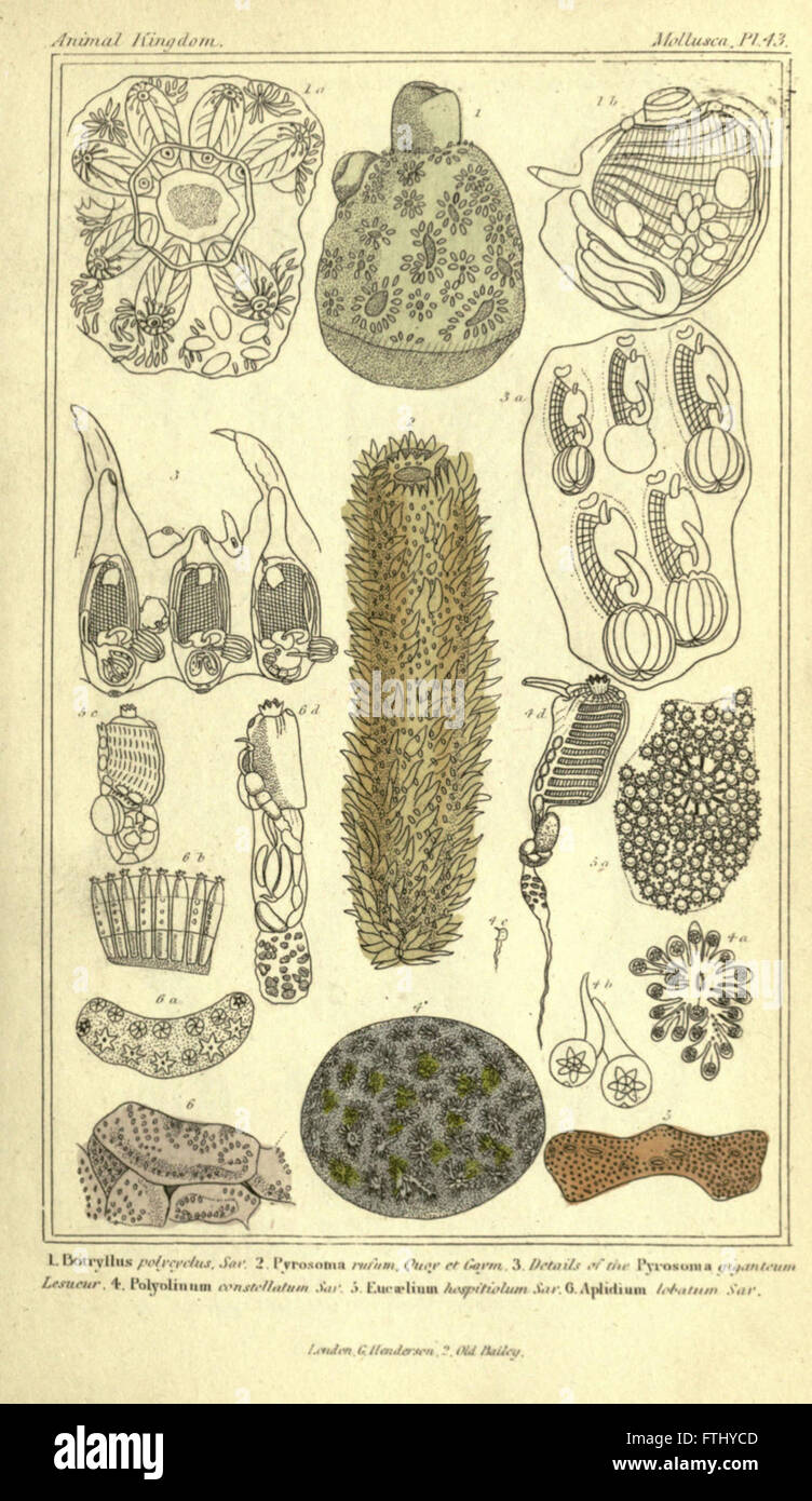 Fish identification chart hi-res stock photography and images - Alamy